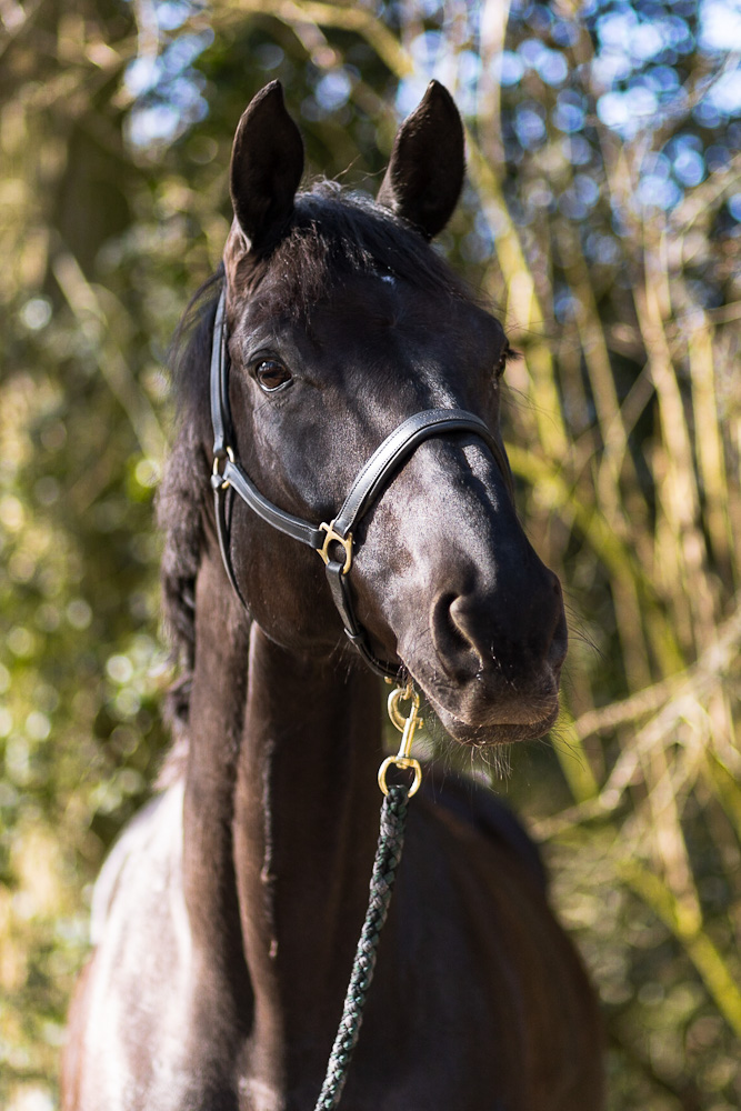 Paarden & pony's - De Amsterdamse Manege