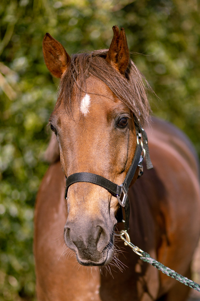 Paarden & pony's - De Amsterdamse Manege