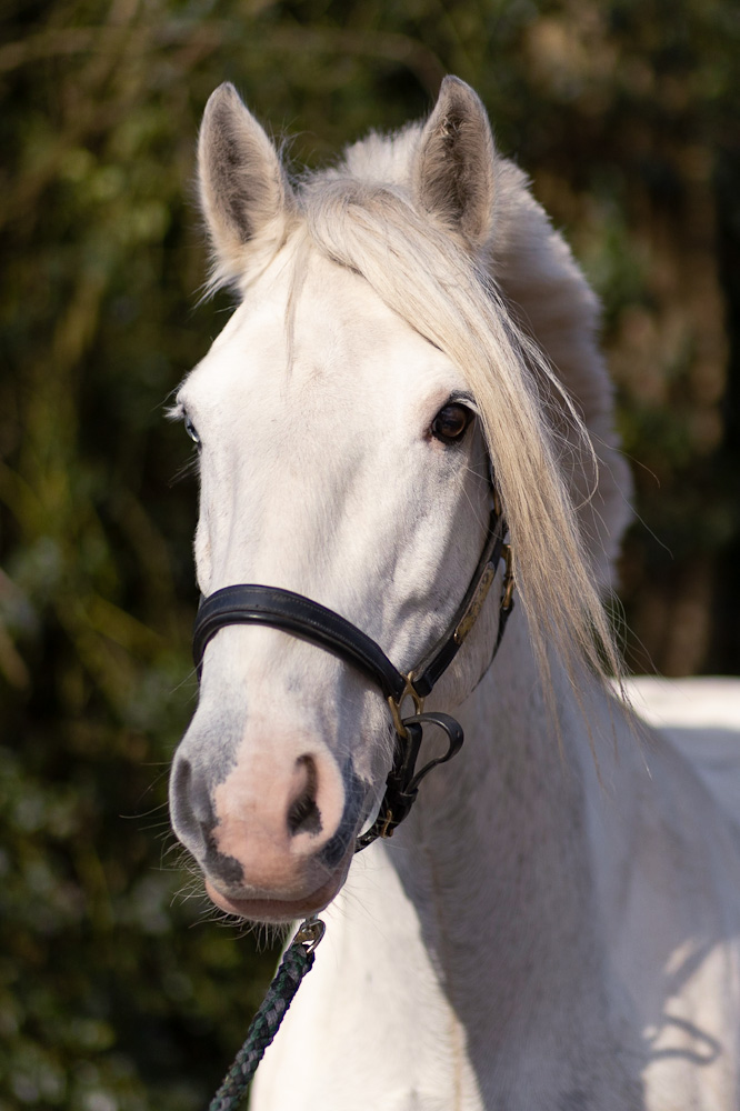 Paarden & pony's - De Amsterdamse Manege