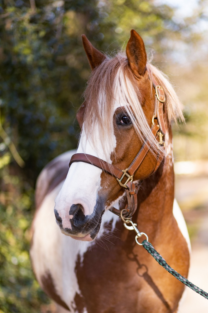 Paarden & pony's - De Amsterdamse Manege