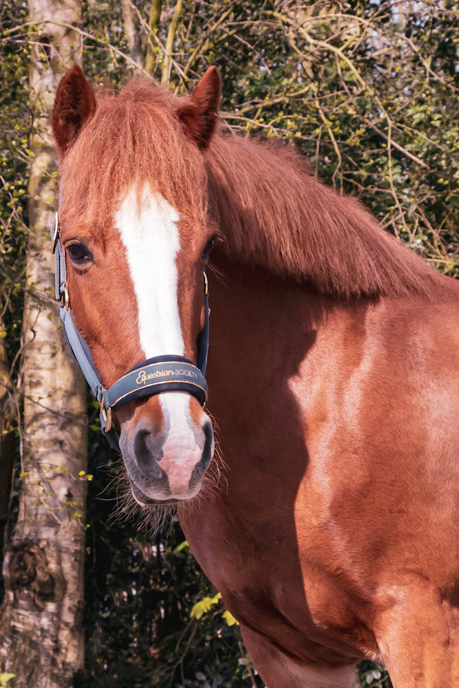 Paarden & pony's - De Amsterdamse Manege