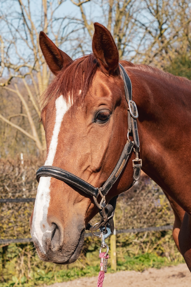 Paarden & pony's - De Amsterdamse Manege