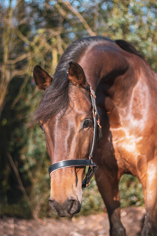 Paarden & pony's - De Amsterdamse Manege