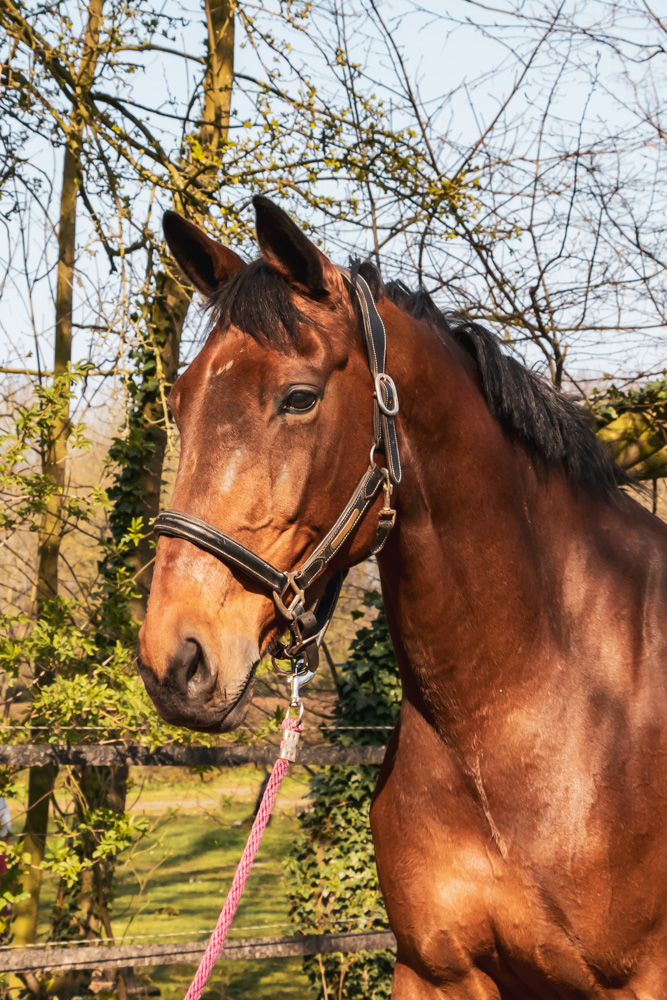 Paarden & pony's - De Amsterdamse Manege