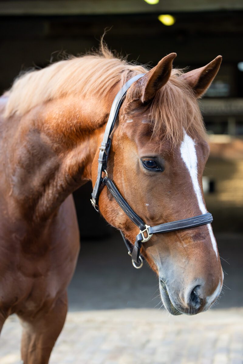 Paarden & pony's - De Amsterdamse Manege